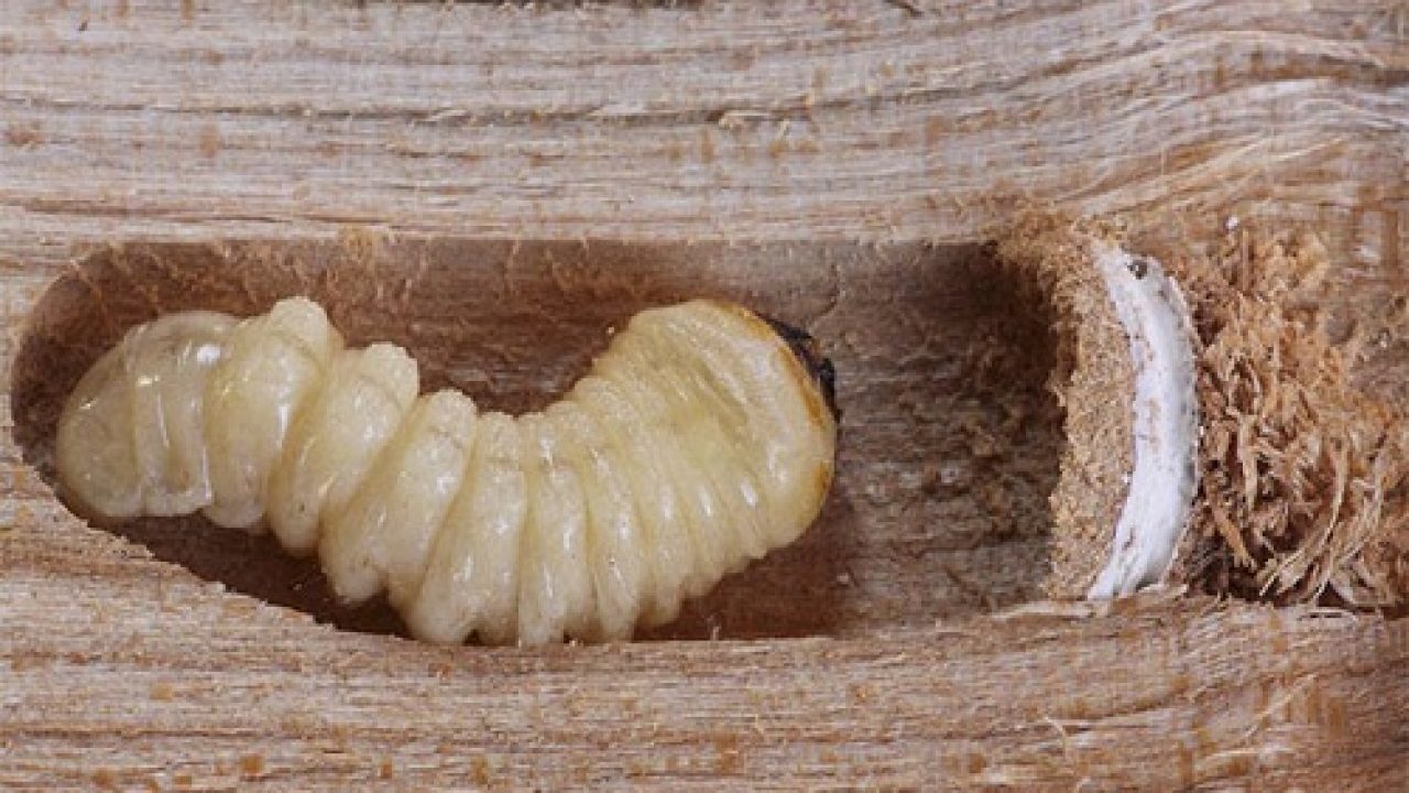 Control de carcomas – Cebisan · Control y Prevención de Plagas