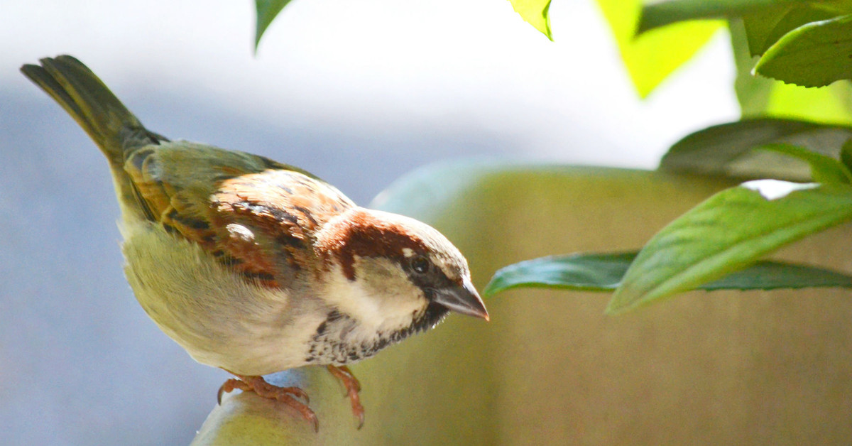Gorrión – Cebisan · Control y Prevención de Plagas